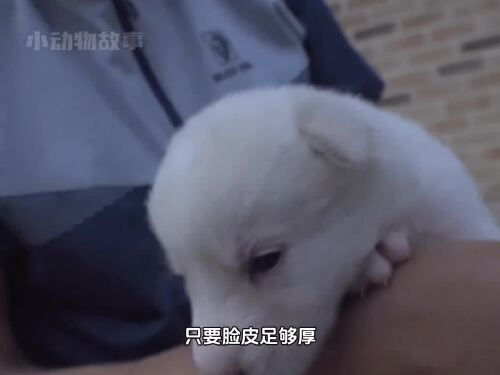 仇人变主人:流浪狗咬死别人家狗以后,第二天反手就带自己娃上门
