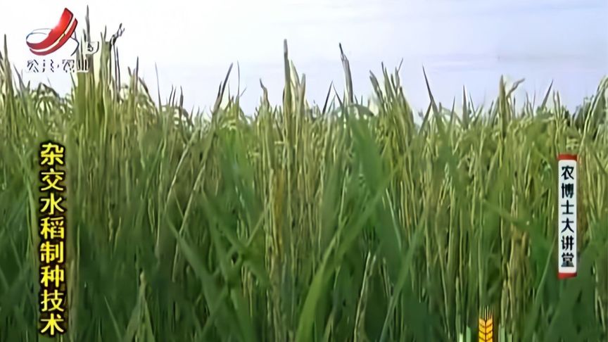 杂交水稻产量高种植面积广,杂交制种非常重要,但技术性也相当强
