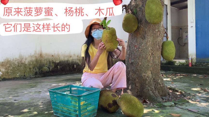 哇!原来菠萝蜜、杨桃、百香果,木瓜,它们是这样生长的