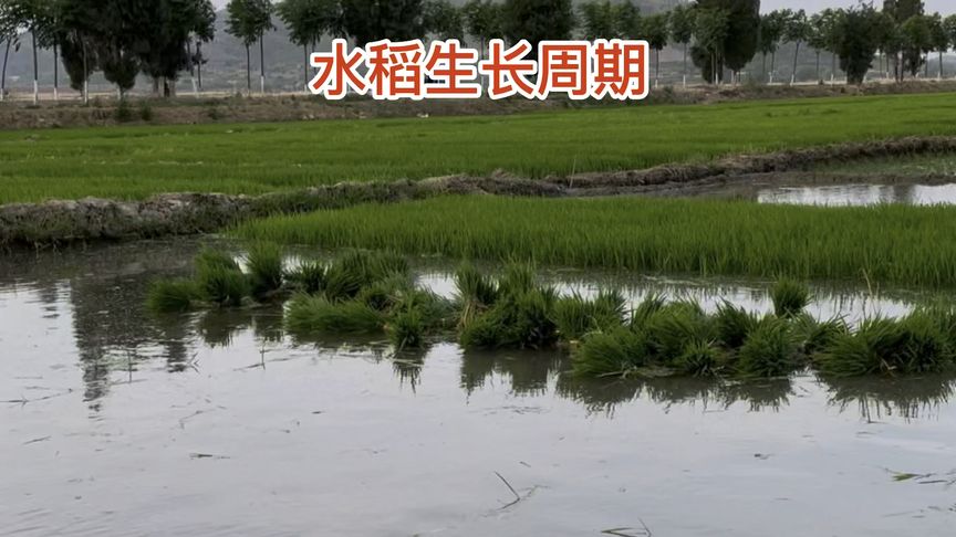 白白米饭哪里来?了解一下水稻生长周期