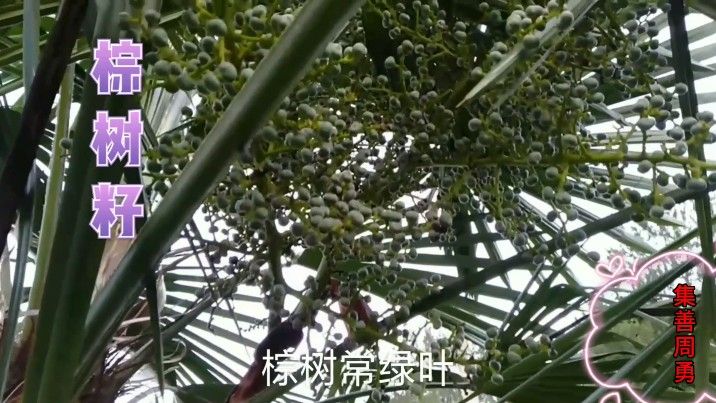 棕树大家都知道，却不知道它籽有大作用，了解它对我们有大帮助