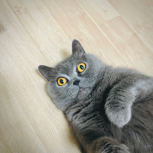 隔壁猫叔爱露营 