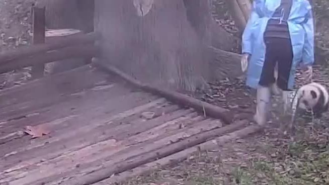 那些年刚学走路的大熊猫宝宝萌死众人