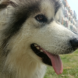 suiMengATvSR 