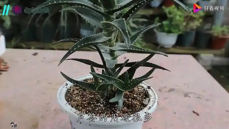 养芦荟,交替使用3种水,叶子肥厚,药性更强