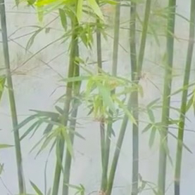 不想学日语的ナナ 