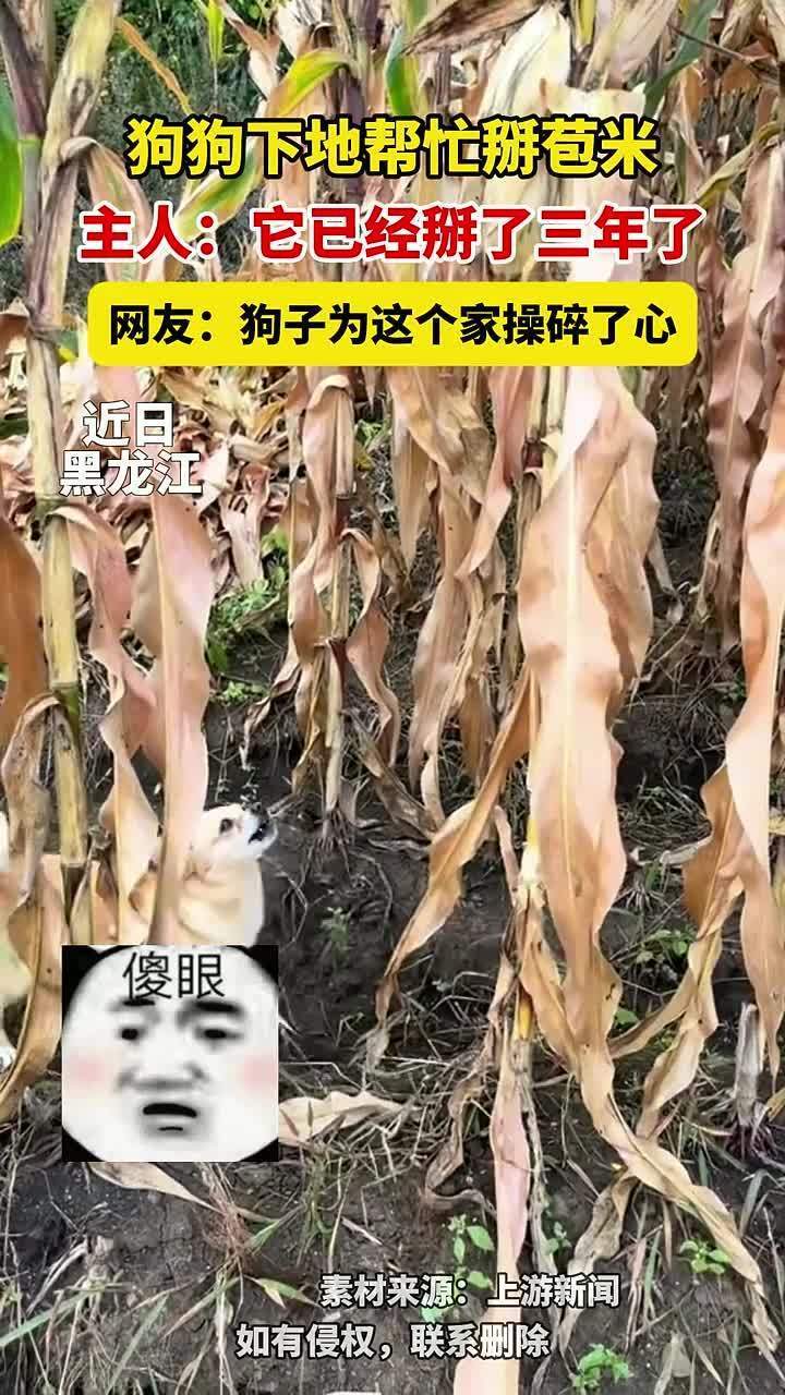 狗狗下地帮忙掰苞米 主人:它已经掰了三年了,网友:狗子为这个家操碎了心