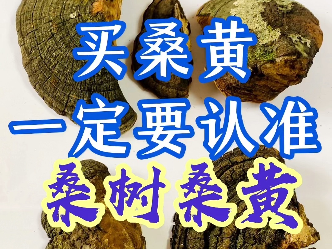 买桑黄一定要认准纯野生桑树桑黄,手把手教你分辨桑树桑黄和杂树黄...