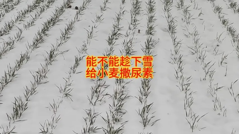 能不能趁下雪,给小麦撒尿素