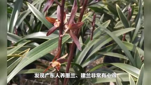 广东人养兰奇招!挑战纯泥种兰,杀虫杀菌全记录,结局让人意想不到