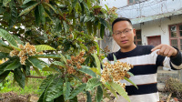 农村随便可见的枇杷花,摘下来晒干泡水作用大,我也是才知道