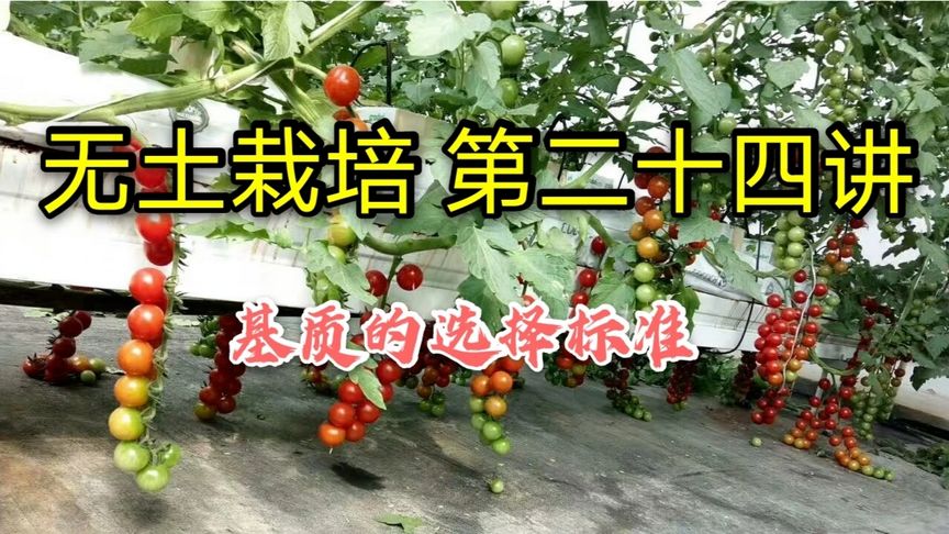 无土栽培基质栽培,选择合适的基质,就已经成功了一大半