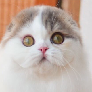养猫的万小九