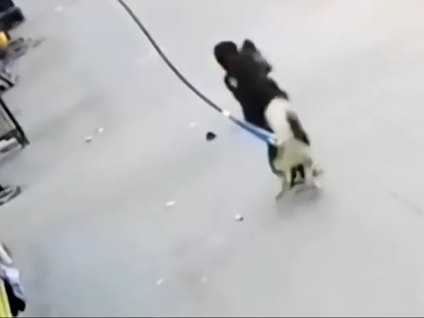岁男童被恶犬咬伤身亡狗主人扬言,关我啥事