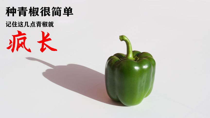 如何种植和管理青椒，注意这几点，青椒吃不完