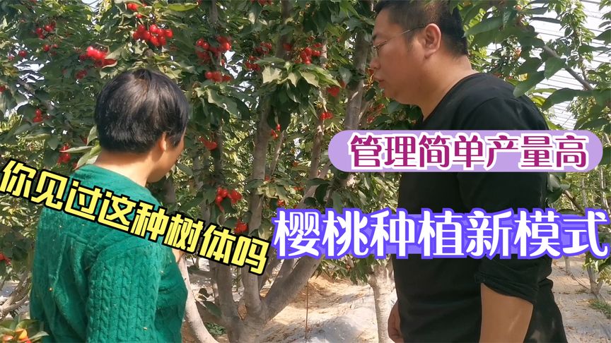 老于介绍樱桃栽培新模式,管理简单产量高,解决大棚无法密植问题