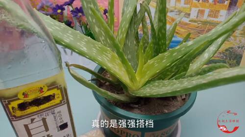 中华芦荟,用白醋泡一泡,原来这么厉害