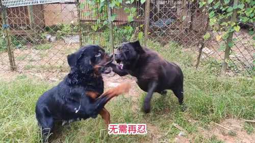 罗威纳犬欺负卡斯罗犬,突然卡斯罗大怒展开进攻