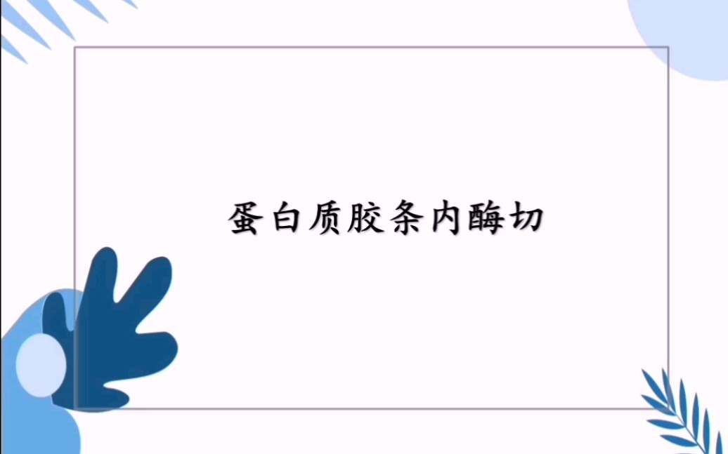 蛋白质胶条内酶切操作流程