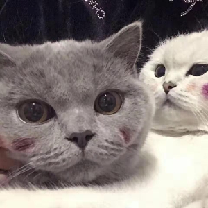 必须加鸡腿 