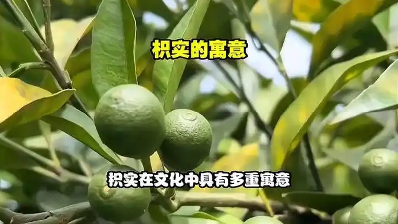 枳实的寓意