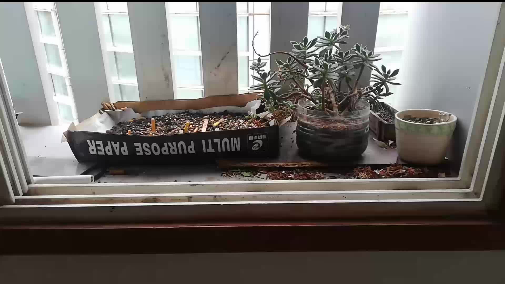 四川遂宁某单位办公大楼窗户边“花样”的烟火气!