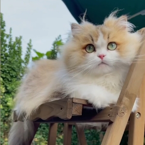 赟赟真的没钱了 