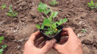 种花生:植物生长记录,花生幼苗到采收全过程!
