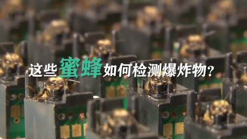 不可思议的"蜜蜂传感器",用蜜蜂来检测爆炸物,这是什么原理?