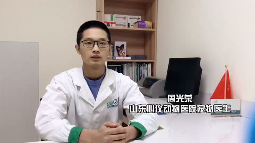 宠物有眼睛疾病咋办?切忌私自处理,专家告诉你怎么做