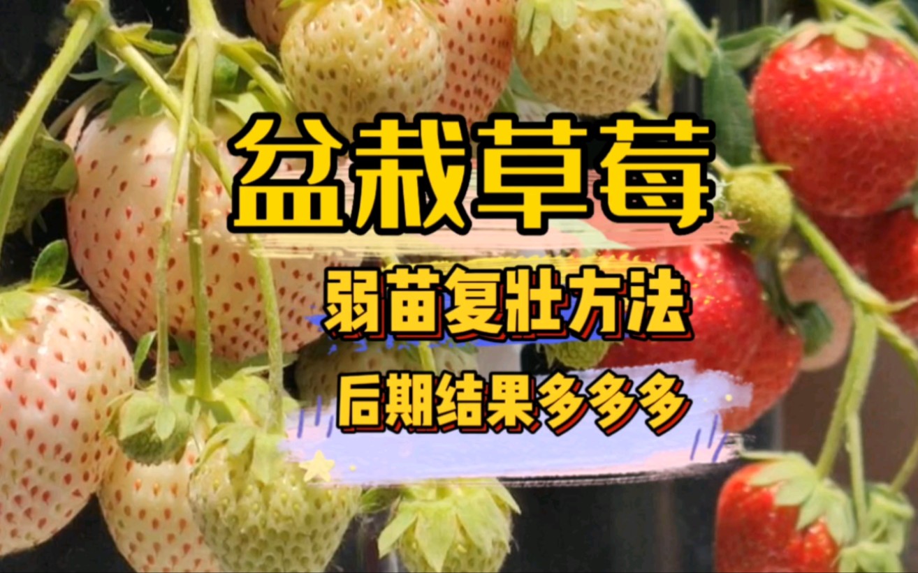 盆栽草莓复壮的3个方法,弱苗都能变成丰产的草莓苗