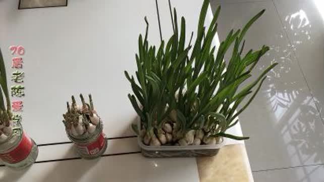 今天才知道,原来蒜苗家里也能种,不用土15天就能收割,省钱
