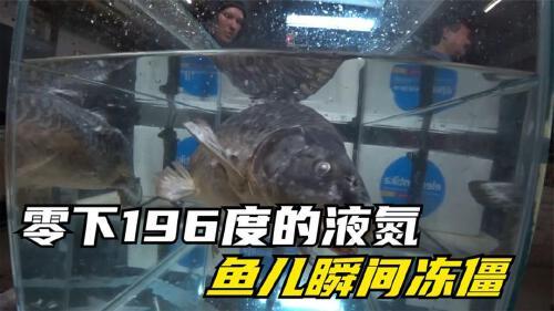 零下196度的液氮威力有多大?使用活鱼测试,下场有些惨烈