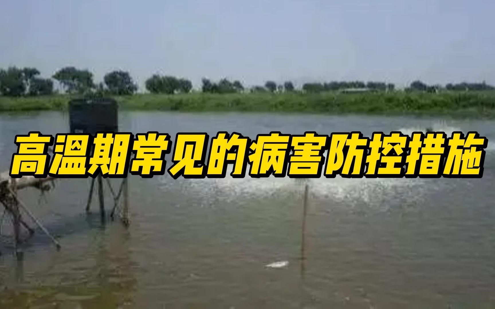 高温期常见病害的防控措施