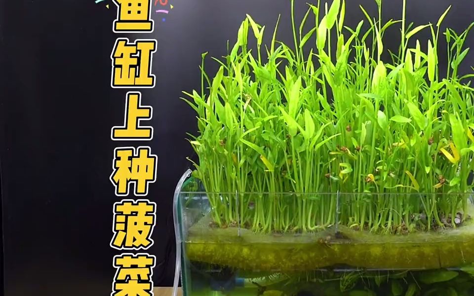 在鱼缸中种菠菜,无土栽培记录15天发芽生长过程,你学废了吗?
