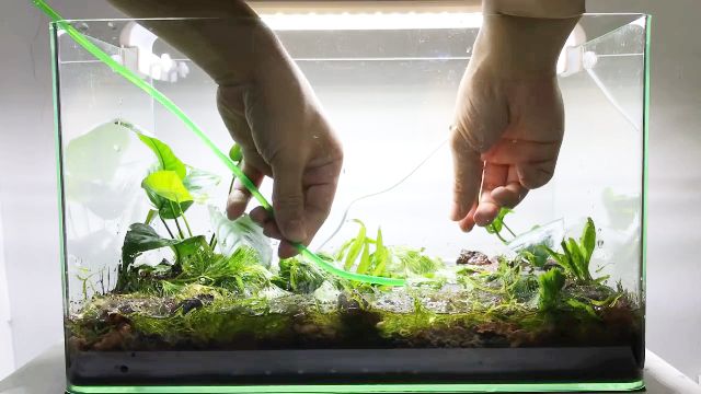 生态鱼缸制作:不需要高级的材料,就能做出华丽的鱼缸!