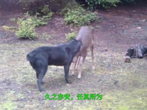 用文言文解说动物视频,太有趣了