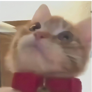 猫猫教教教主喵 