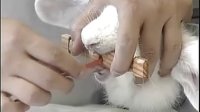 015药理学实验操作家兔的灌胃给药
