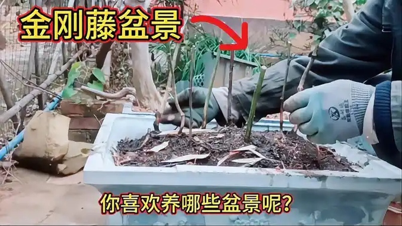 从来没有人用中药金刚藤来做盆景的,小六也是第一次