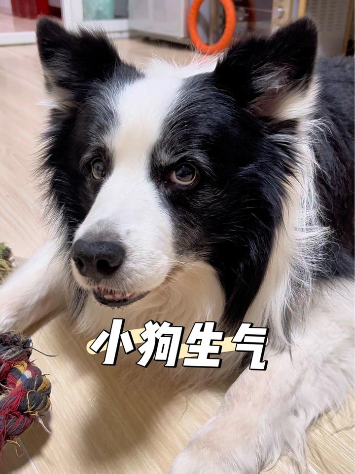 养狗之后才知道,原来小狗也是会生气的,小狗也是有脾气的,小狗也会...