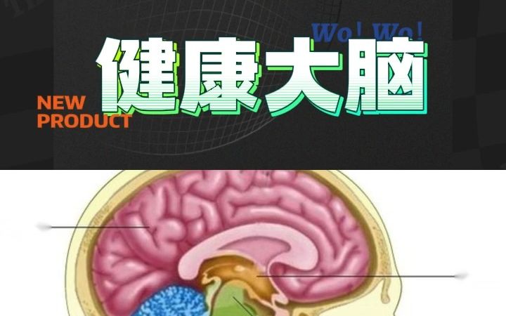 大脑健康食用 DHA与神经酸在大脑中的作用区别?