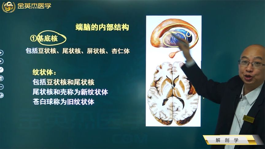 中枢神经系统02脑06端脑03内部结构01基底核的组成,侧脑室的分部