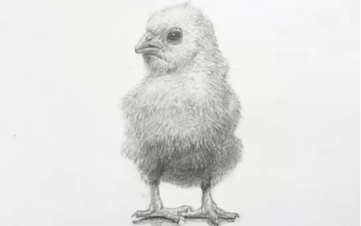 画好素描动物小鸡,注意这几点!