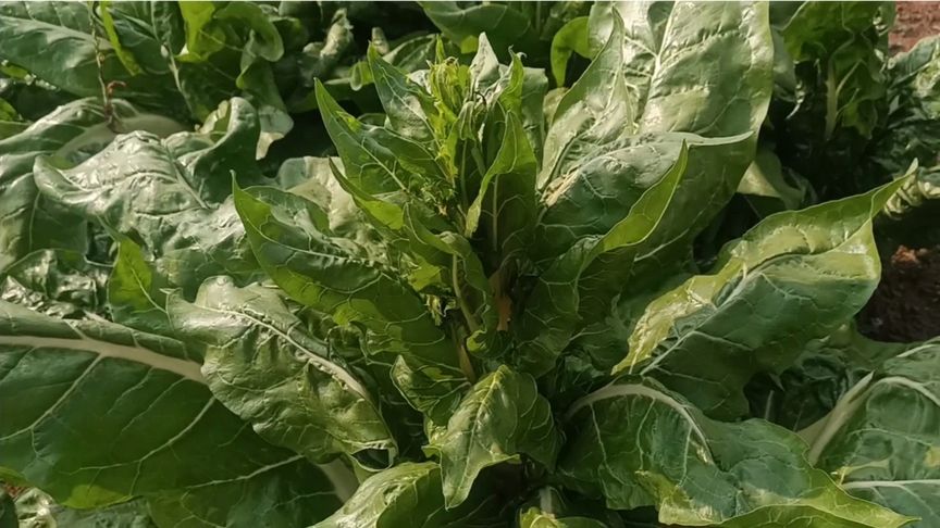 农村常见的牛皮菜,竟是天然补药,却沦落为“猪食”!