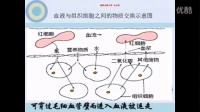血流的管道——血管