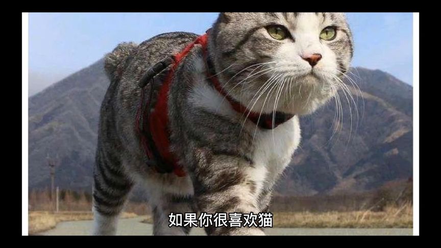 6大热门猫咪排行榜!养猫的话请在这里挑