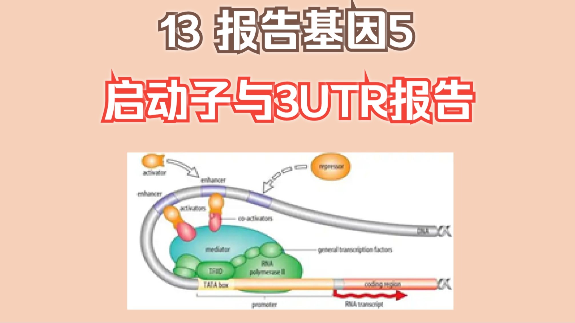 【杨觅】分子克隆案例13—报告基因研究基因旁侧序列调控(报告基因5)