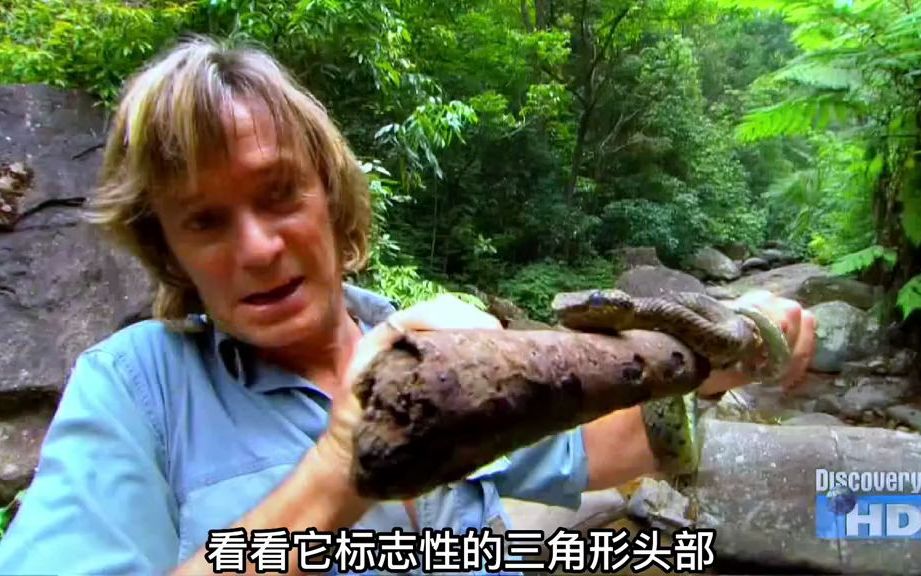 【森林探险】寻找眼镜王蛇