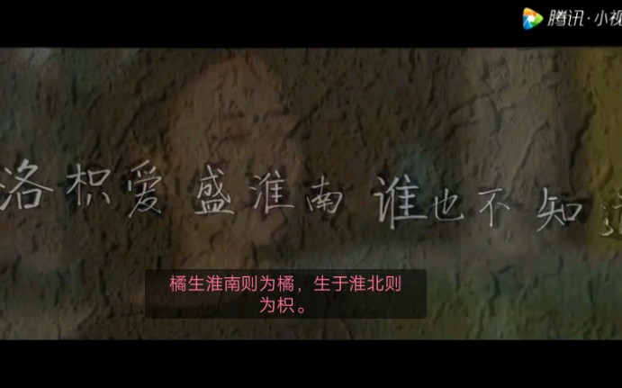橘生淮南则为橘,生于淮北则为枳。洛枳需要很长时间后才会懂得,跨过...